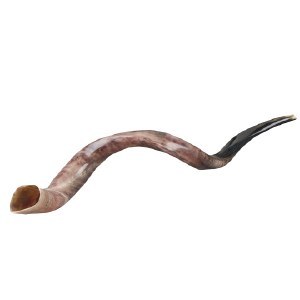 Original Genuine Israeli Yemenite Shofar Medium 27"-31" - The Judaica Place
