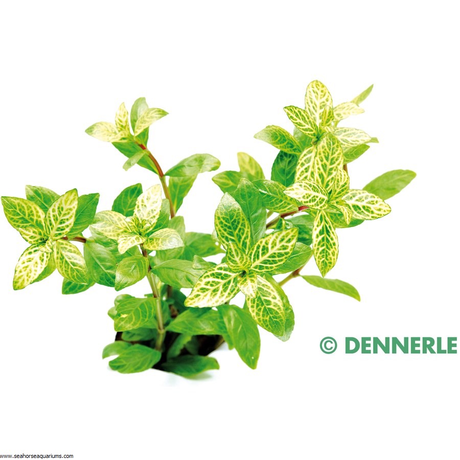 Hygrophila polysperma Sunset - Seahorse Aquariums Ltd