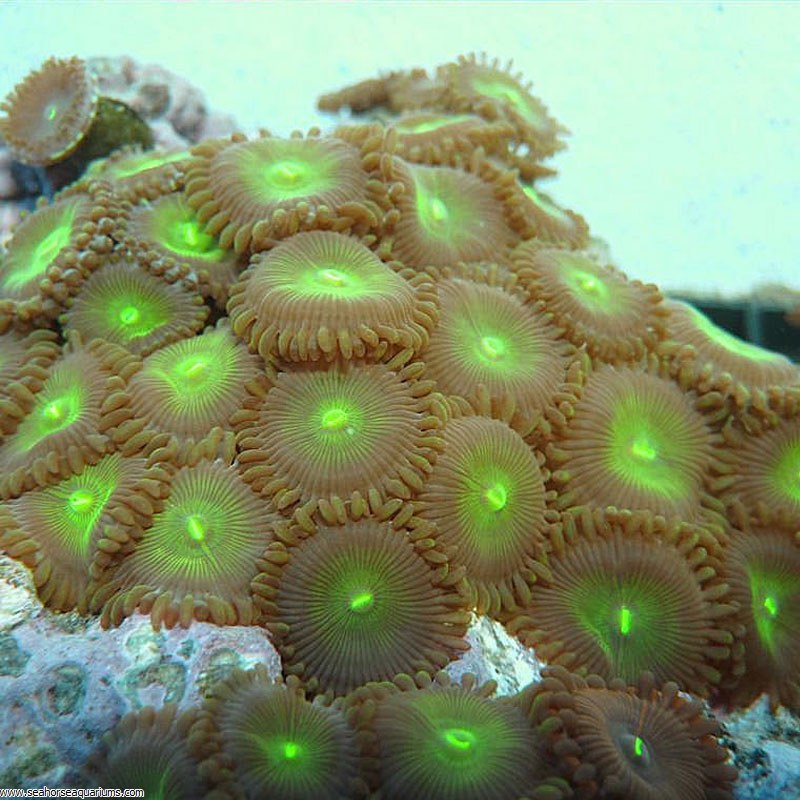 Button Polyps - Seahorse Aquariums Ltd
