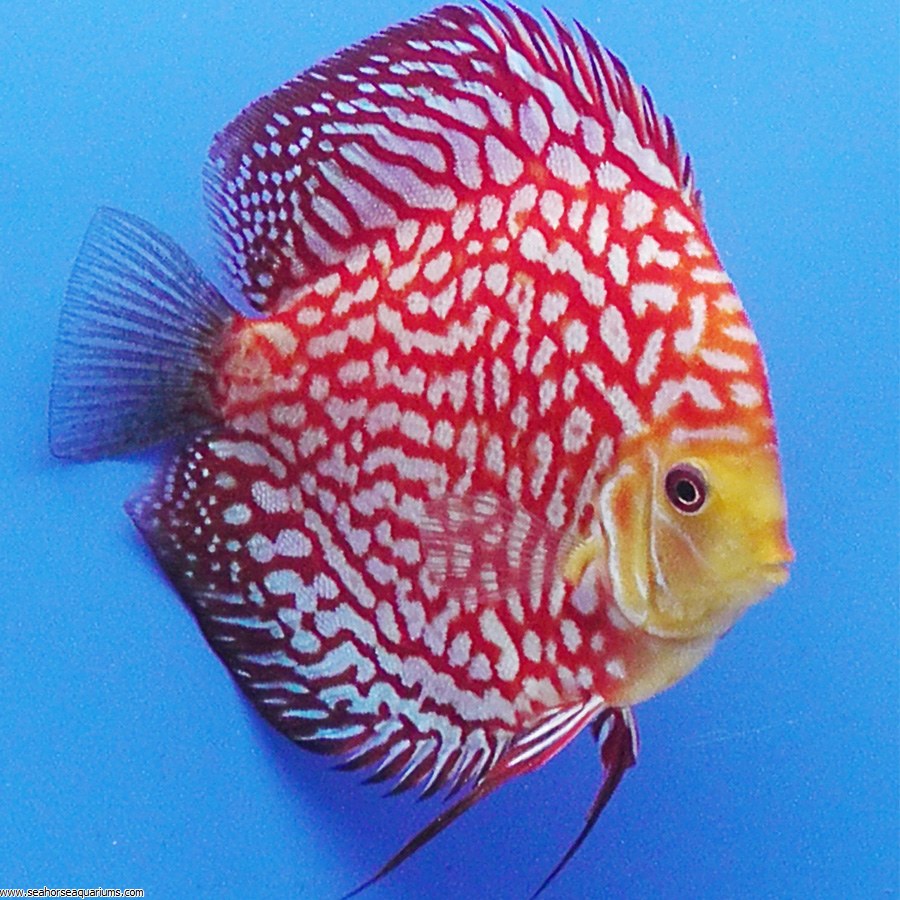 Checkerboard Discus Seahorse Aquariums Ltd