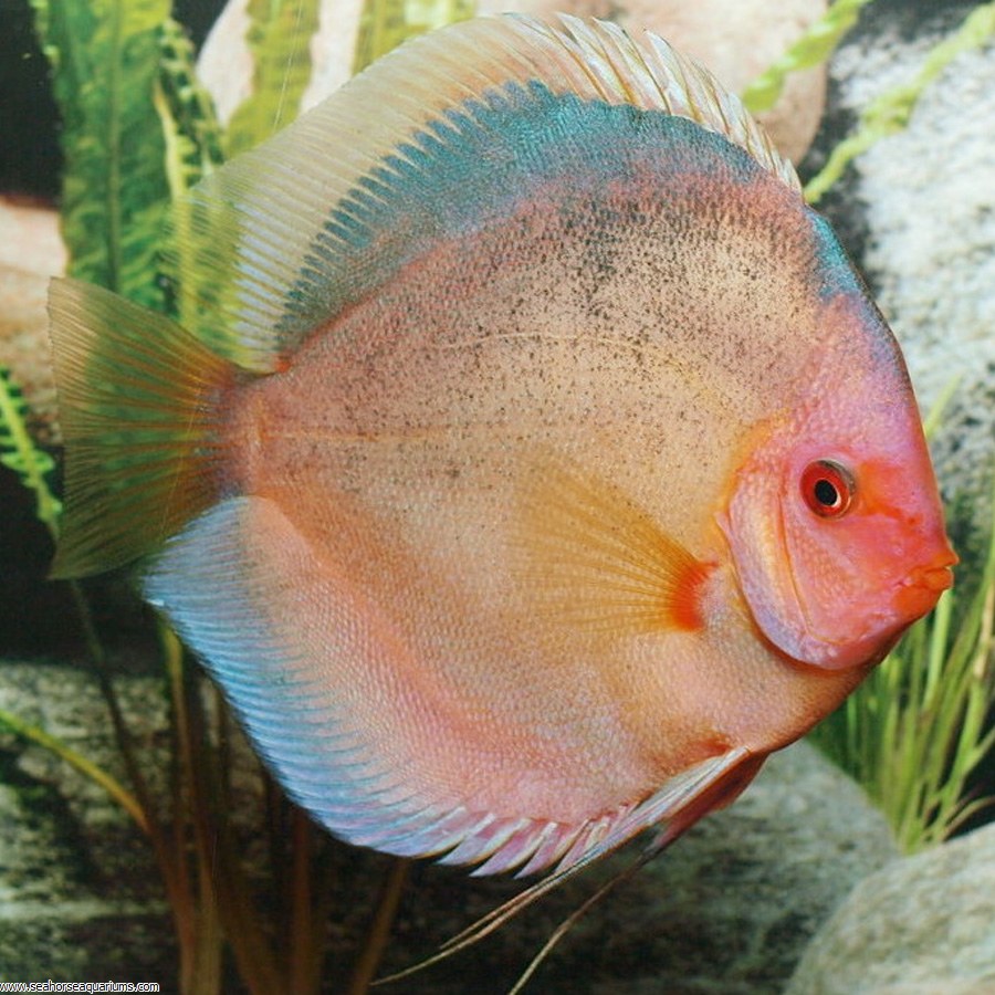 Dark Angel Discus - Seahorse Aquariums Ltd