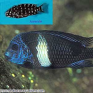 Duboisi Cichlid - Seahorse Aquariums Ltd