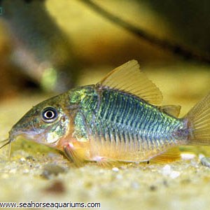 Emerald Green Cory Cat - Seahorse Aquariums Ltd