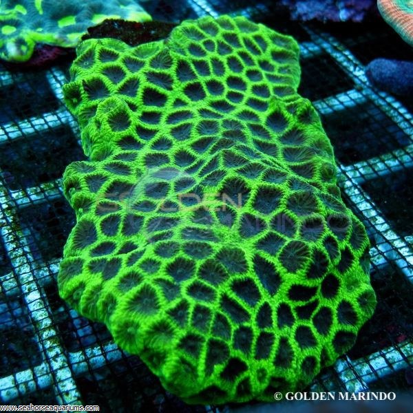 Brain Coral Favites - Seahorse Aquariums Ltd