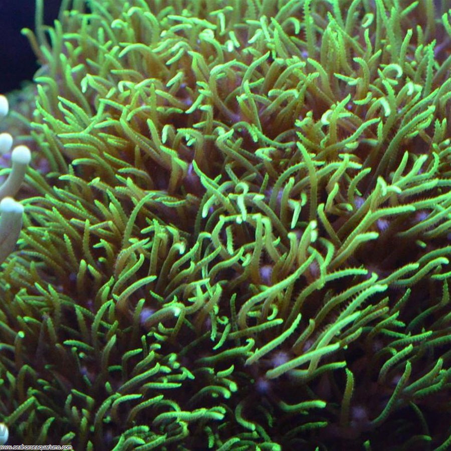 Star Polyps Green - Seahorse Aquariums Ltd