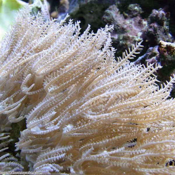 Waving Hand polyps - Seahorse Aquariums Ltd