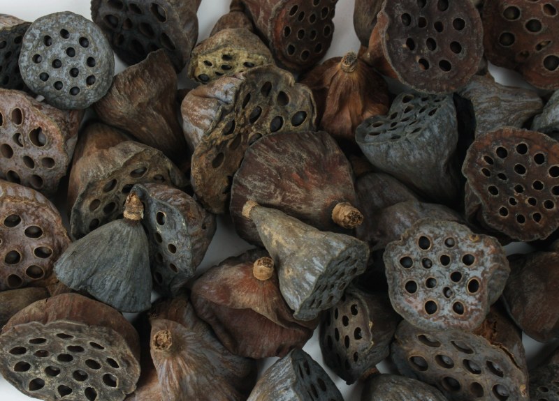 Dried Lotus Heads Small x 100 - www.floralsundries.com : Trevor Green ...