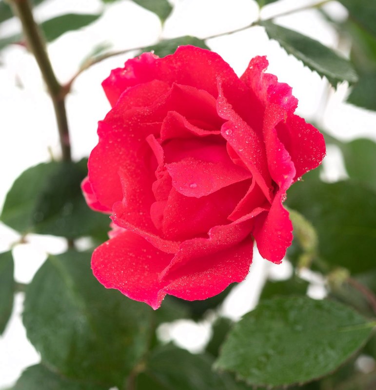 Rosa 'Paul's Scarlet' - Beechdale Garden Centre