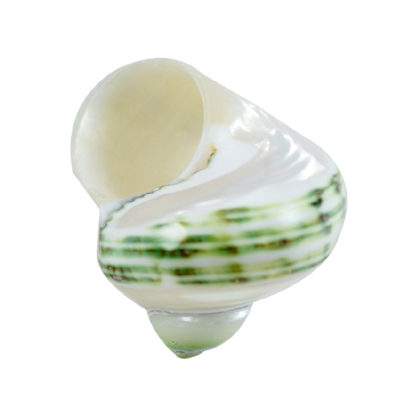 2" Green Banded Pearled Turbo Shell - Wilford & Lee Home Accents