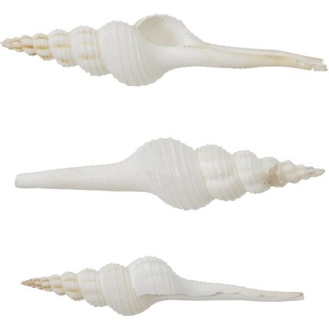 Bag of Three 3"-4" White Spindle Shell - Wilford & Lee Home Accents