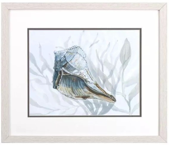 17" x 20" Blue and Gray Whole Whelk Shell Coastal Framed Print Under ...
