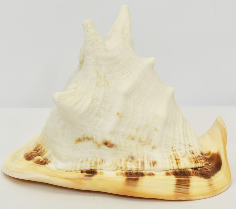 8"-9" Male Cassis Helmet Shell - Wilford & Lee Home Accents