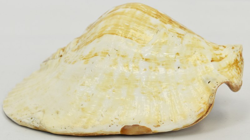 7"-8" Strombus Latissimus Shell - Wilford & Lee Home Accents