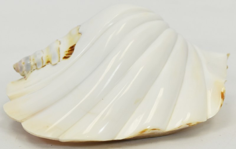 5"-6" Carved Strombus Latissimus Shell - Wilford & Lee Home Accents