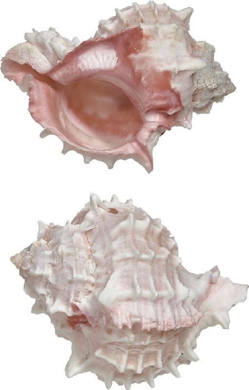 4" Pink Murex Shell - Wilford & Lee Home Accents