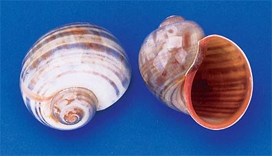 2 - 3" Cherry Striped Snail Shell - Wilford & Lee Home Accents