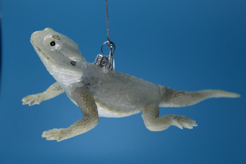 WHITE LIZARD - Kohl’s Stony Hill Tree Farm