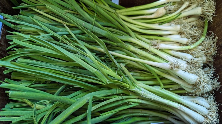 Garlic Green By Weight - EZ INDIAN GROCERY