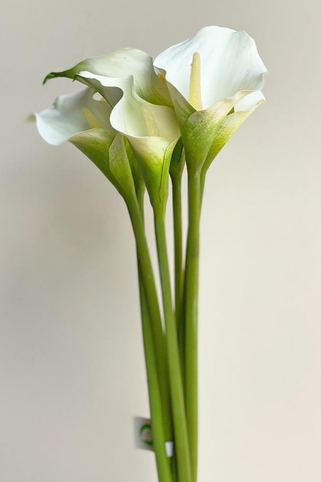 Cala Lily Stem Cream Gajah Home Inc