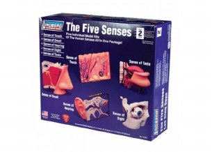 THE FIVE SENSES PLASTIC MODEL - Nicholas Smith Toys