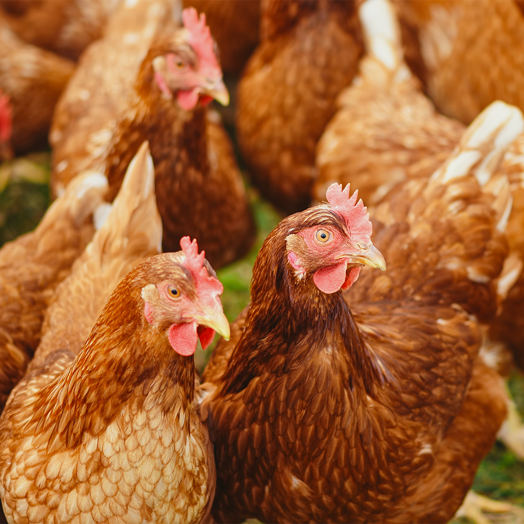 Home - Lillico's Aylesford