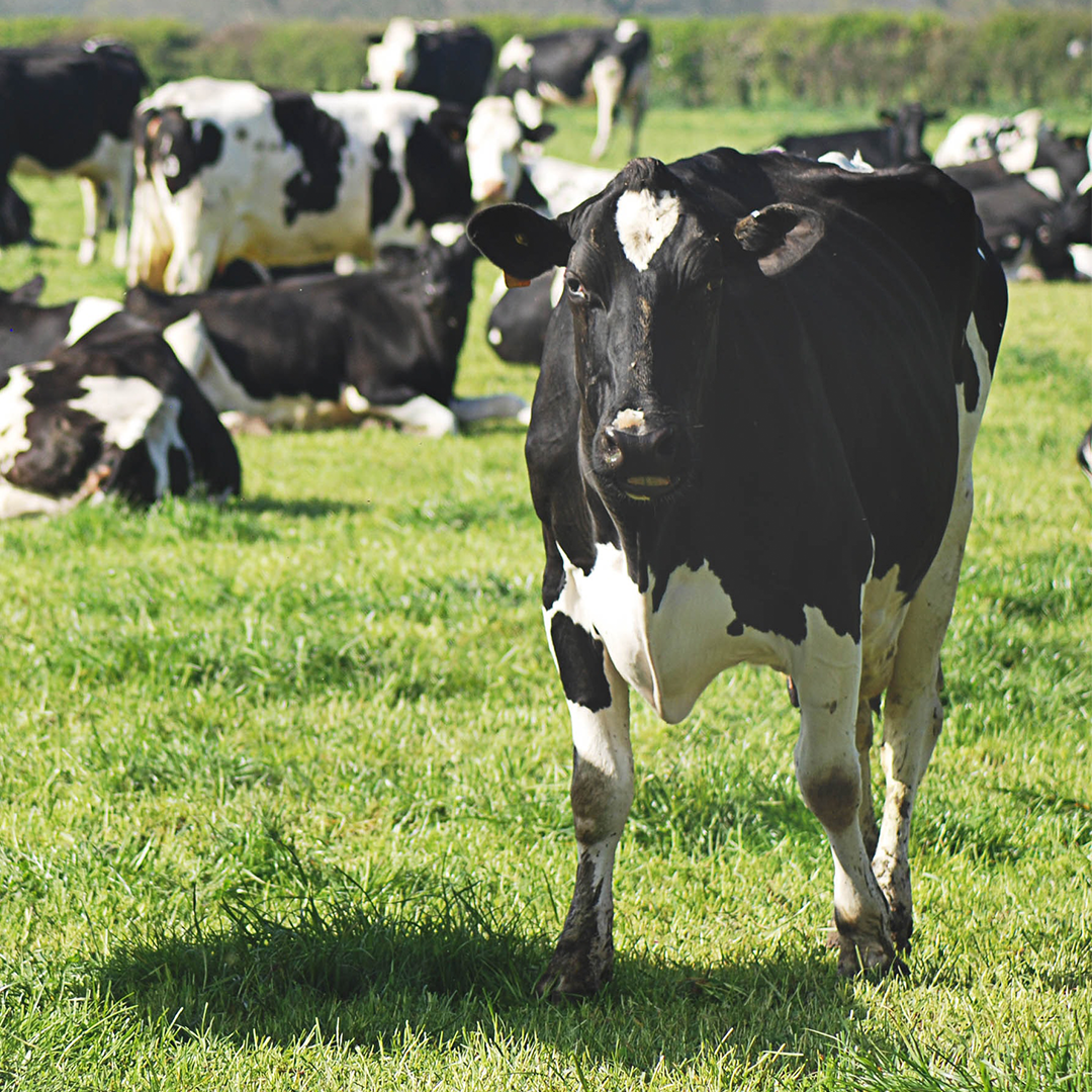 Home - Lillico's Aylesford