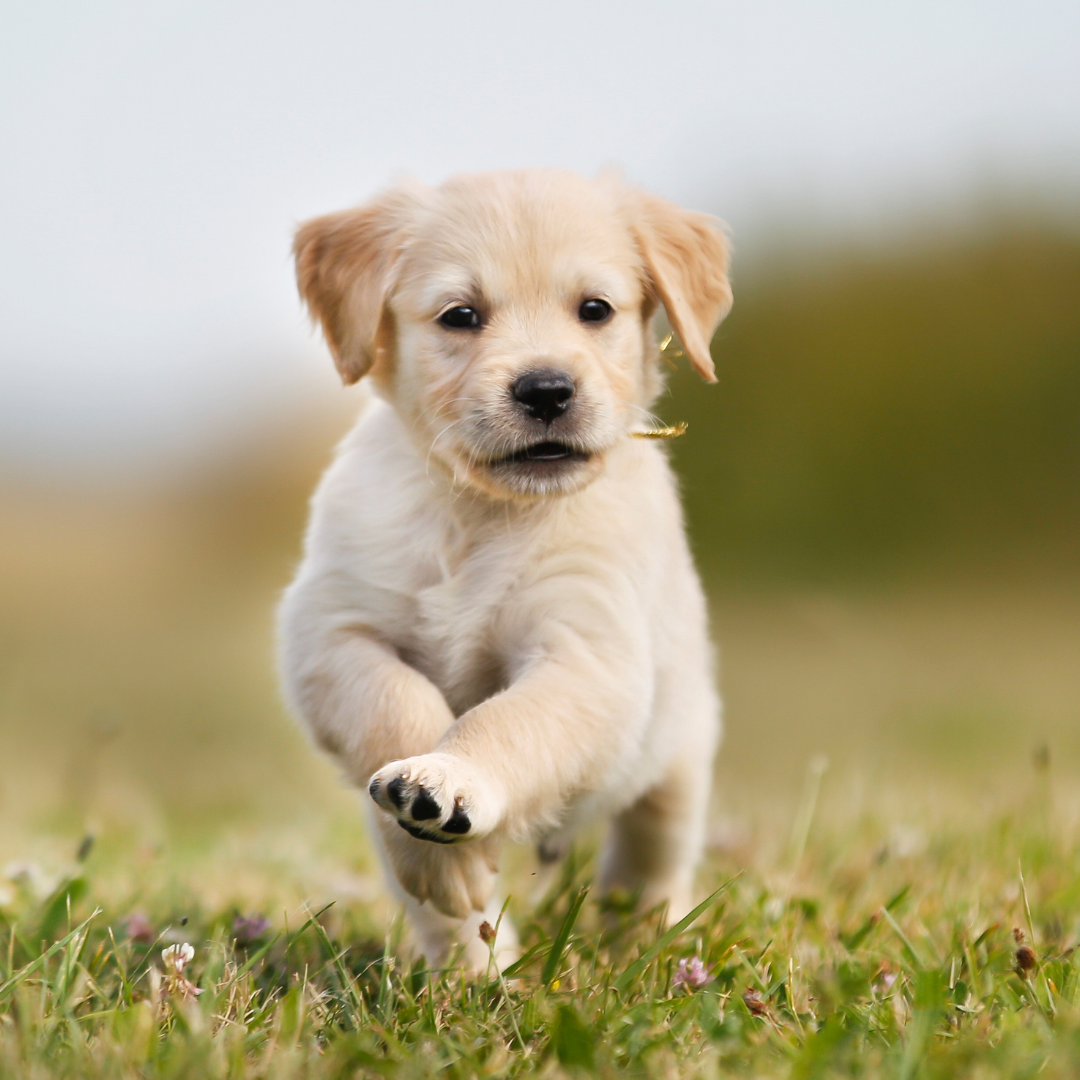 Home - Lillico Attlee