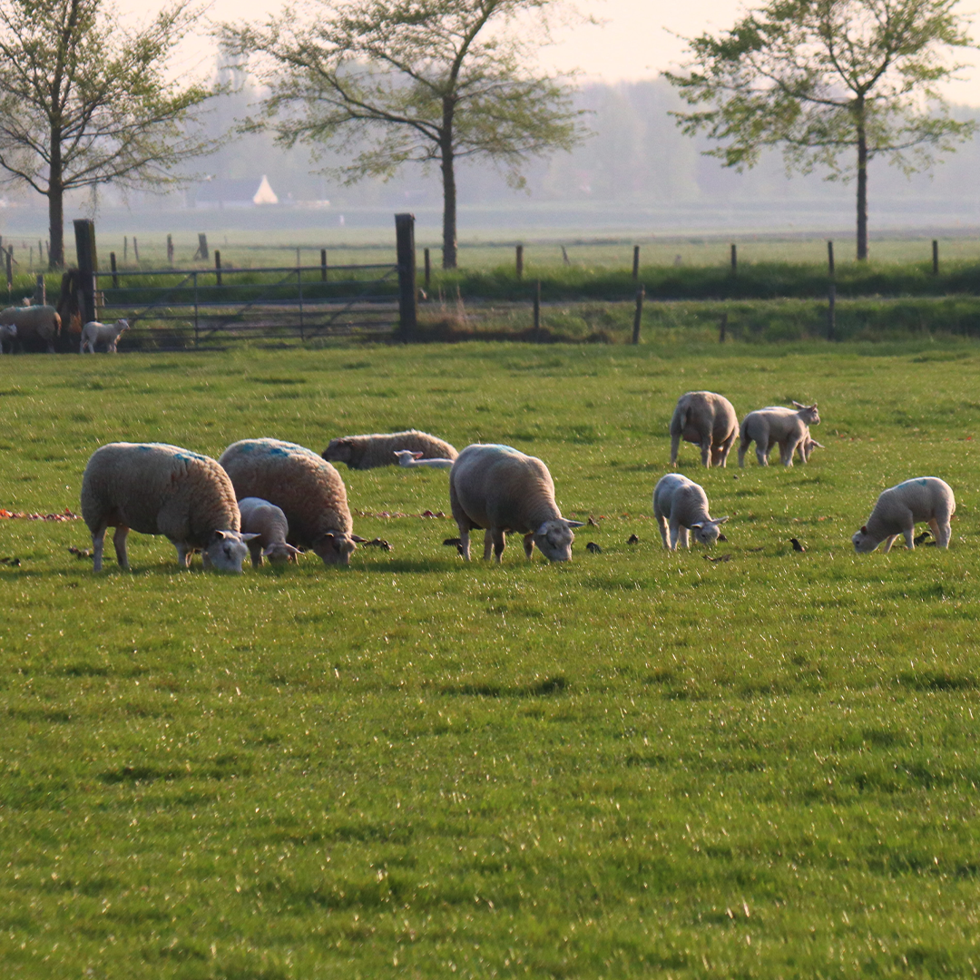 Home - Lillico Attlee